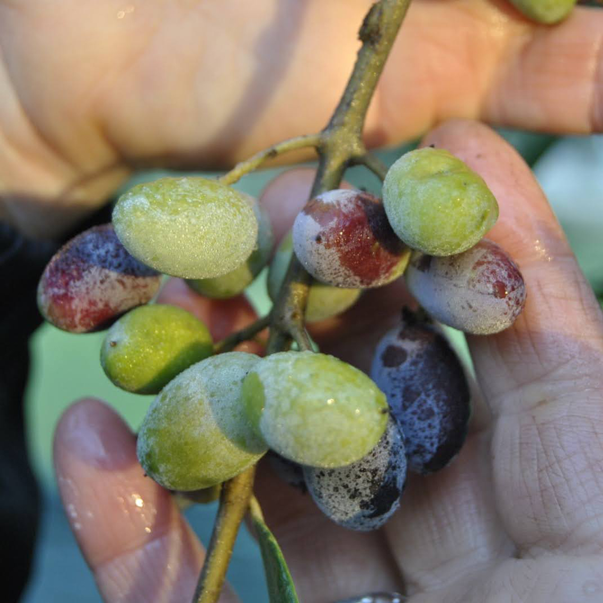 The Farm - Novemila Chilometri